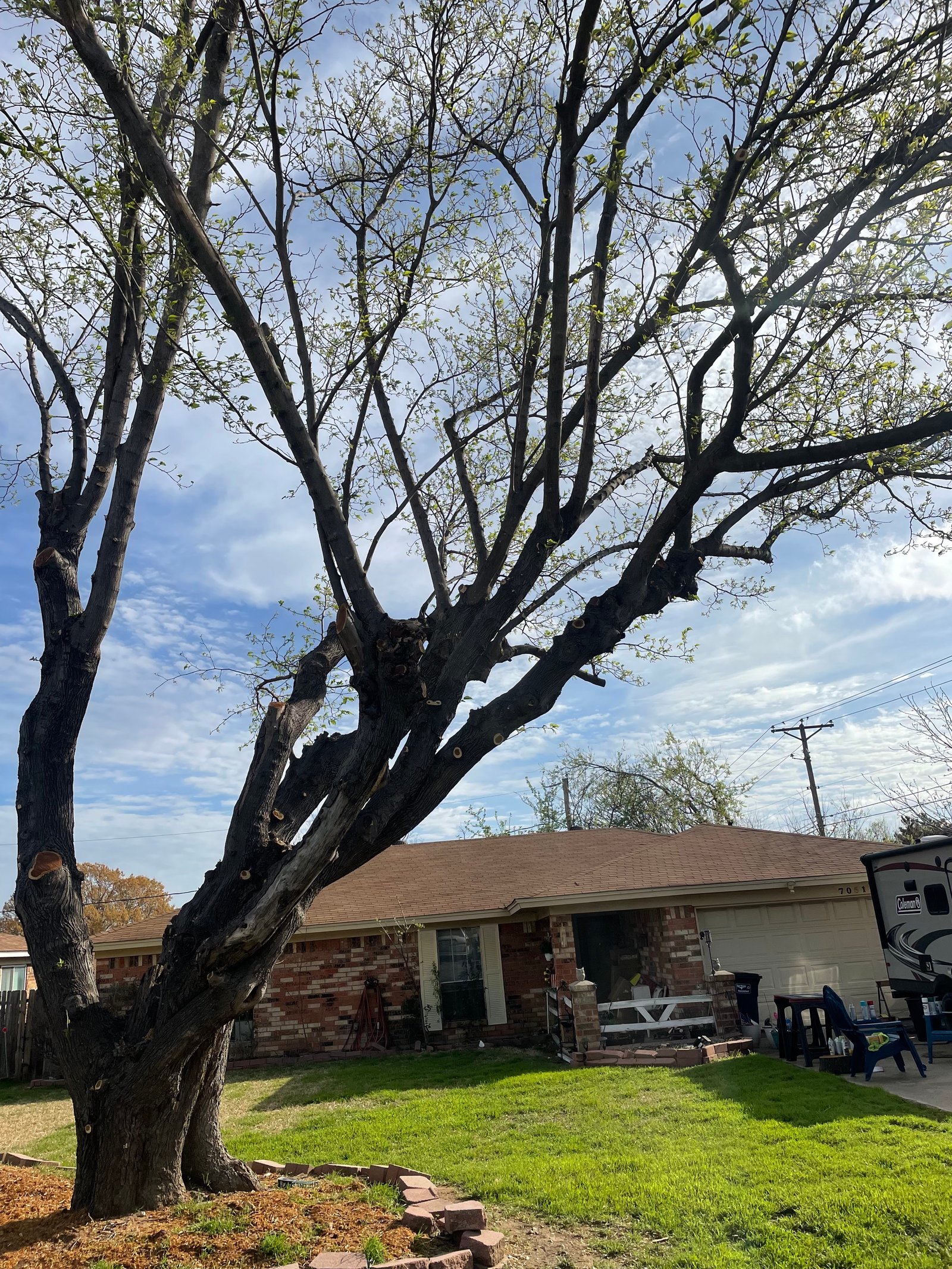 Gallery – Sierra Tree Services